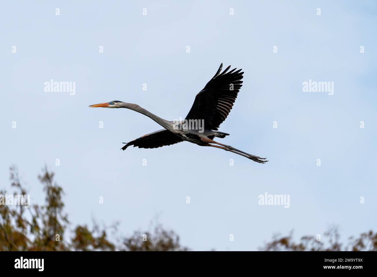 Great blue heron in flight with fully outstretched wings Stock Photo ...