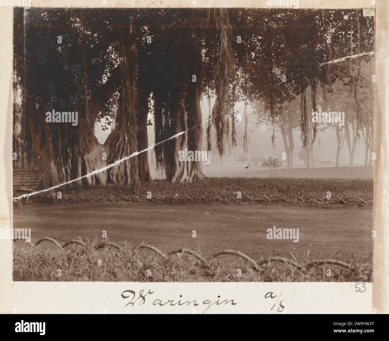 Waringin trees in a park in Azbakeya, Cairo, 1898 photograph Cairo ...
