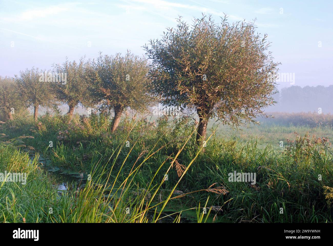 Entwässerungsgraben weide hi-res stock photography and images - Alamy