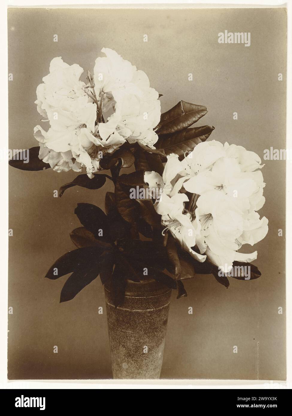 Branches with blossoms of a rhododendron 'Alice', c. 1900 - c. 1930 ...