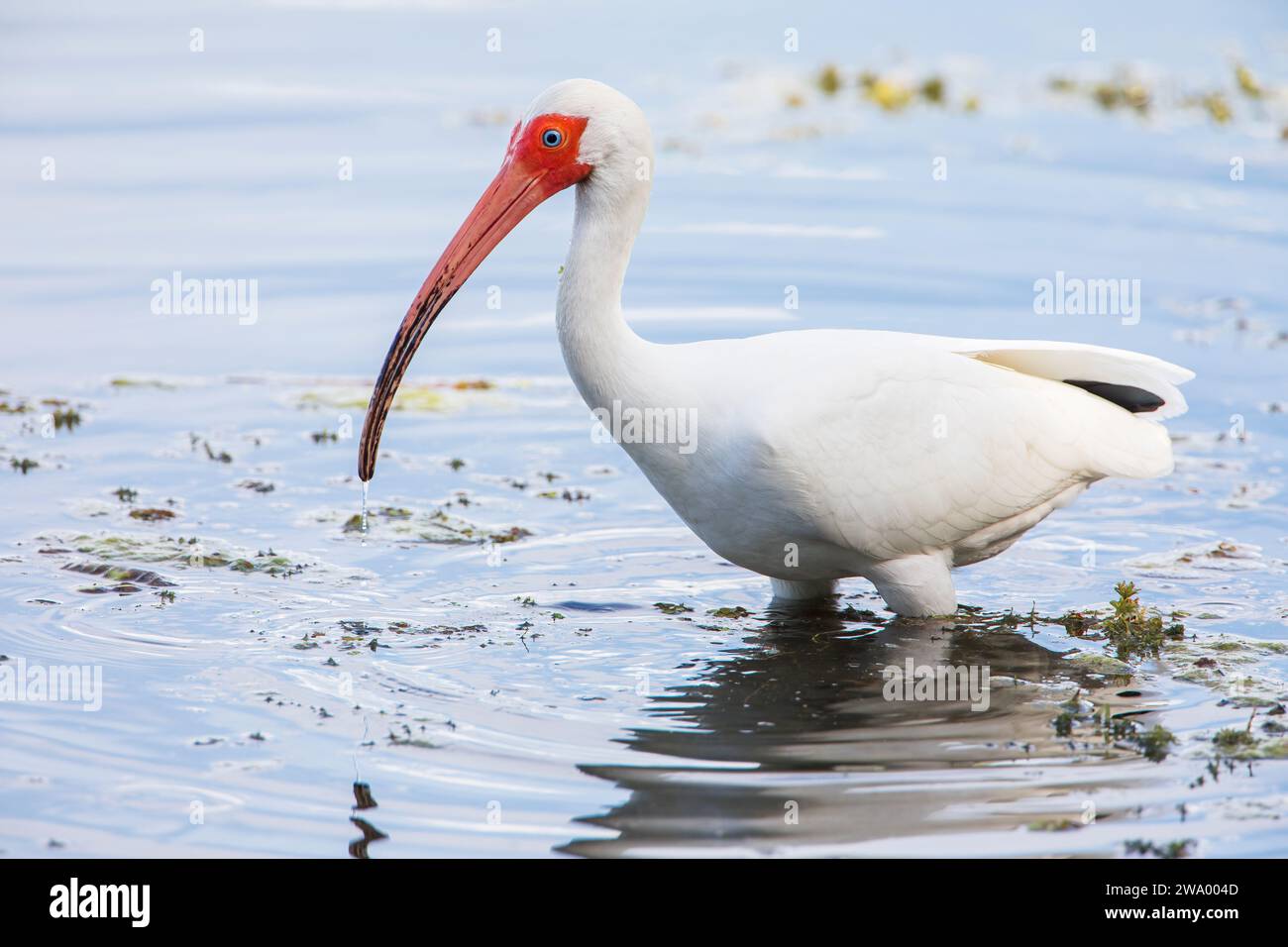 American white ibis background hi-res stock photography and images - Alamy