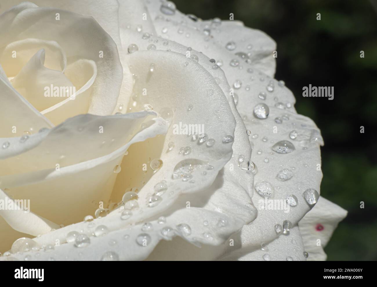 white roses in the garden with raindrops, macro Stock Photo - Alamy