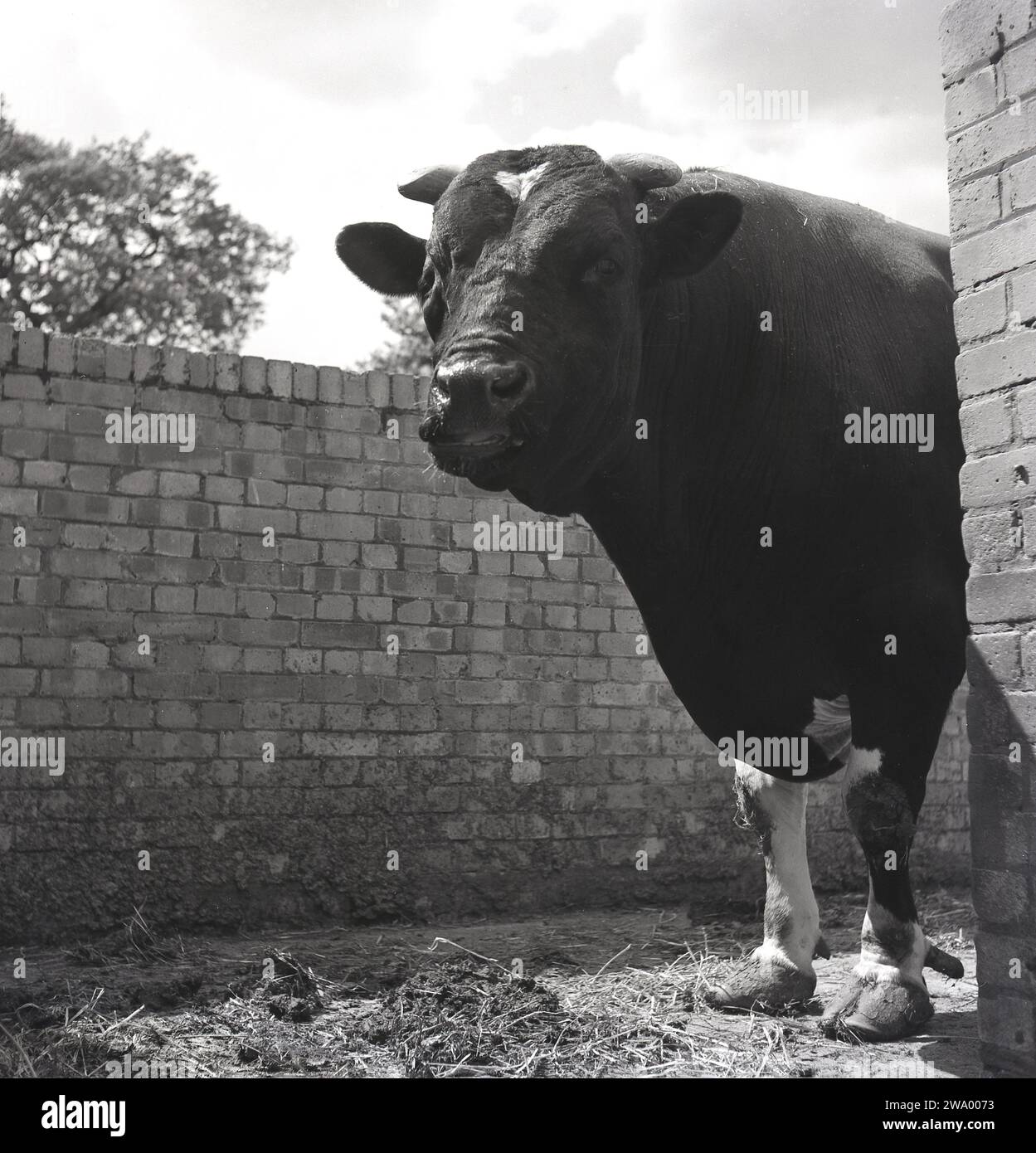 1950s, historical, a large bull, possibly a Holstein Friesian, standing ...