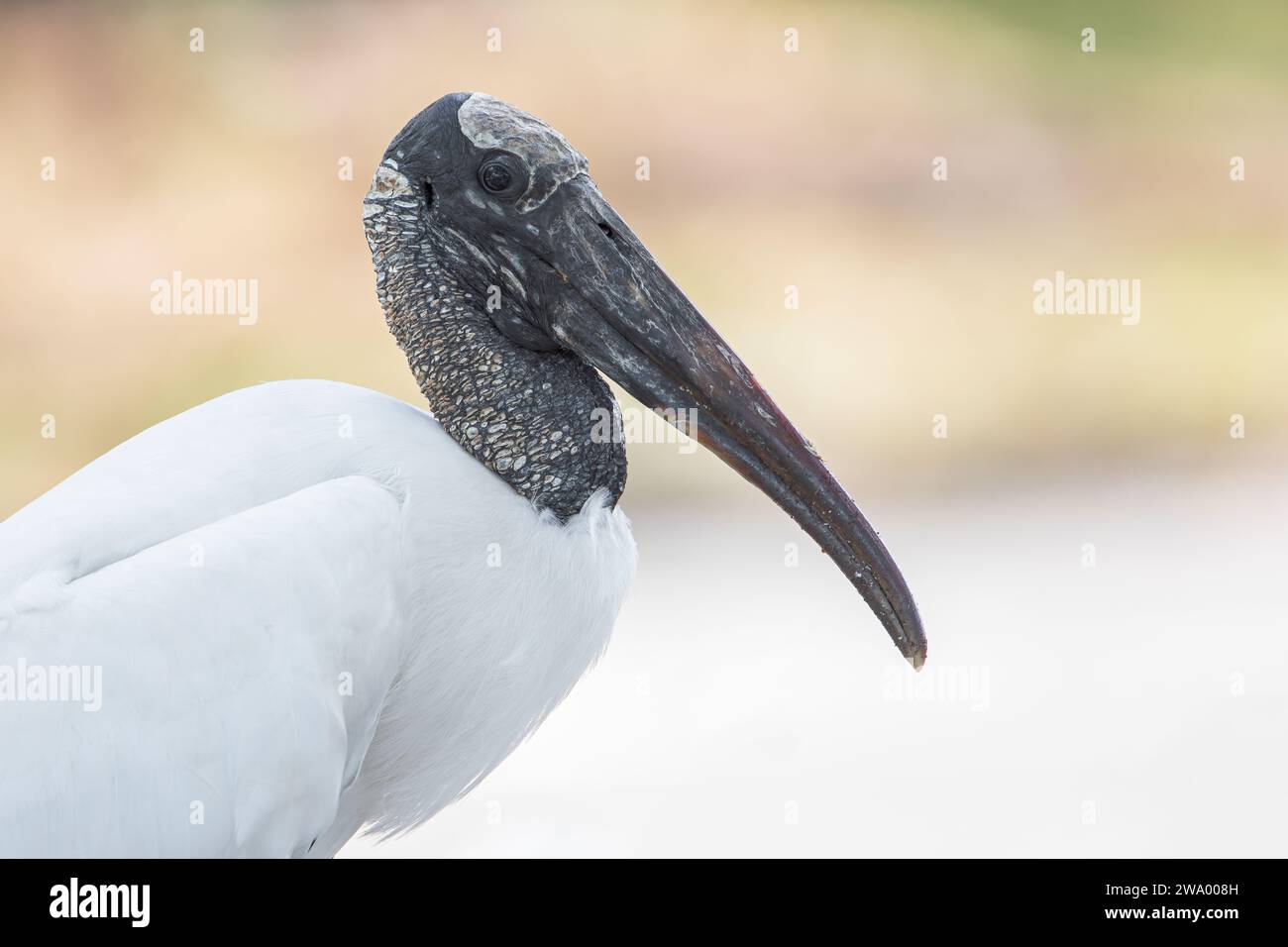 Wood stork (Mycteria americana) portrait, Lake Parker, Florida, USA ...