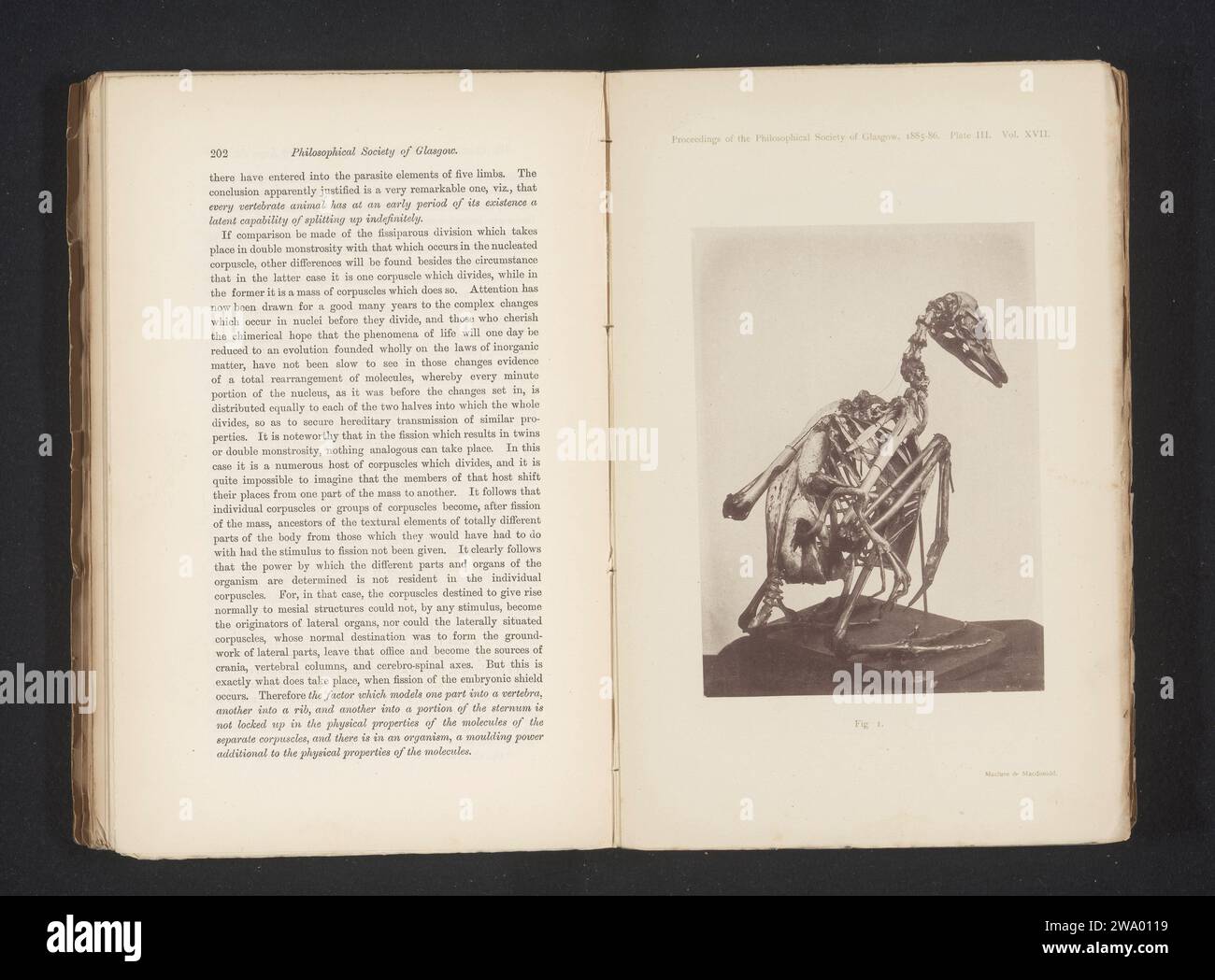 Goose skeleton hi-res stock photography and images - Alamy