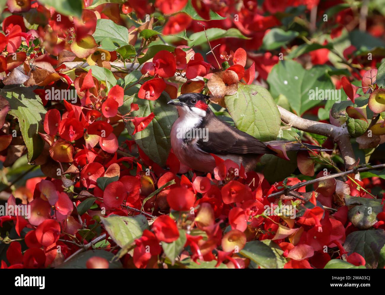 Red-whiskered bulbul on flower. this photo was taken from Bangladesh ...