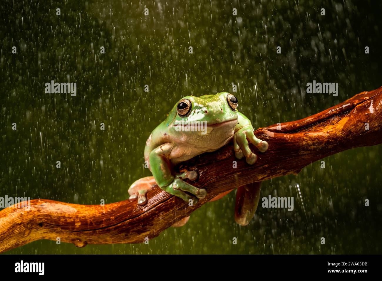 White's Tree Frog (Litoria caerulea) in the rain - closeup with ...