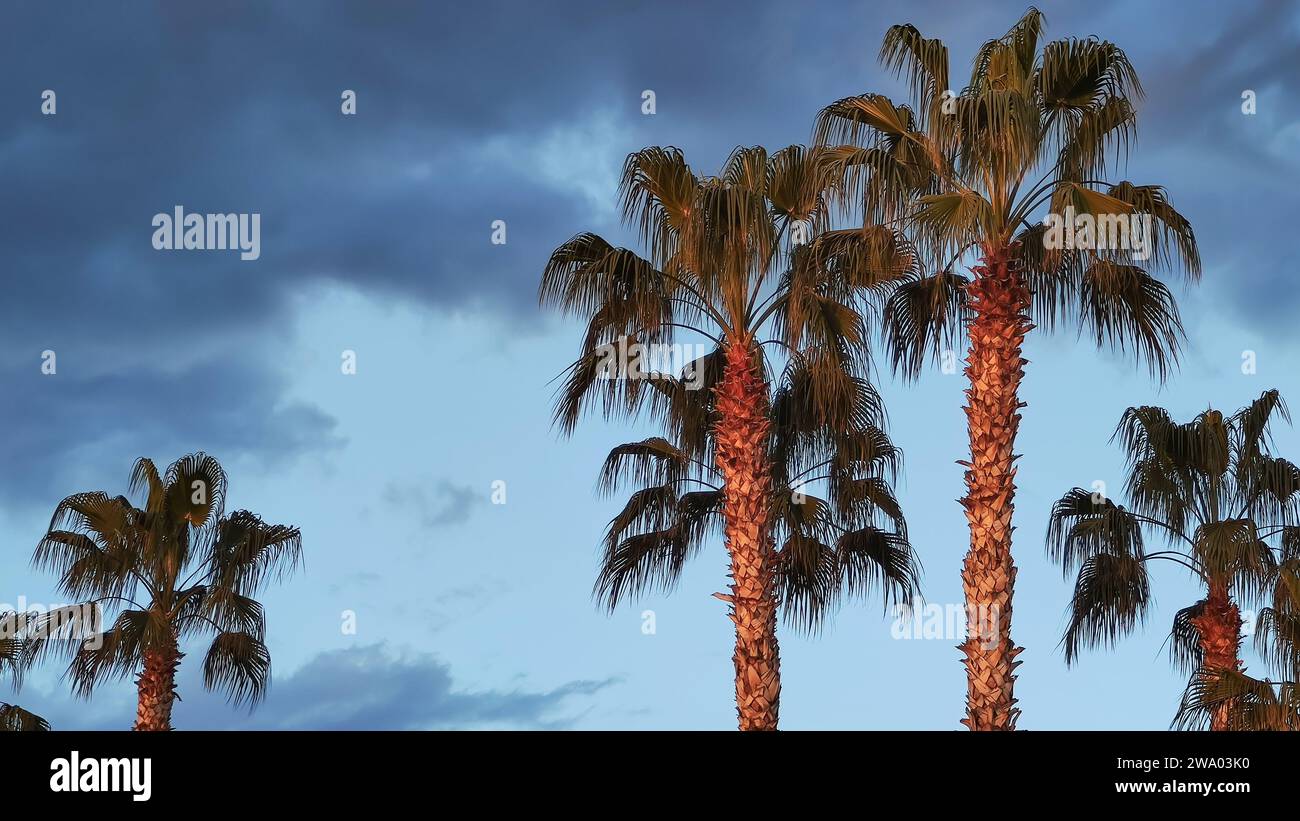 Feveral hi-res stock photography and images - Alamy