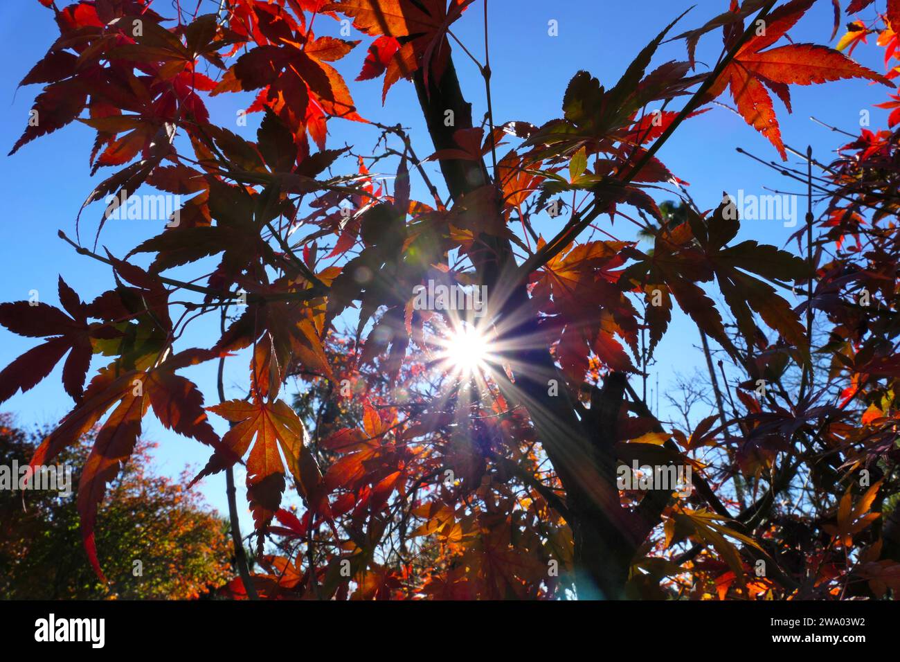 Autumn leaves in the park with sunbeams and lens flare Stock Photo - Alamy