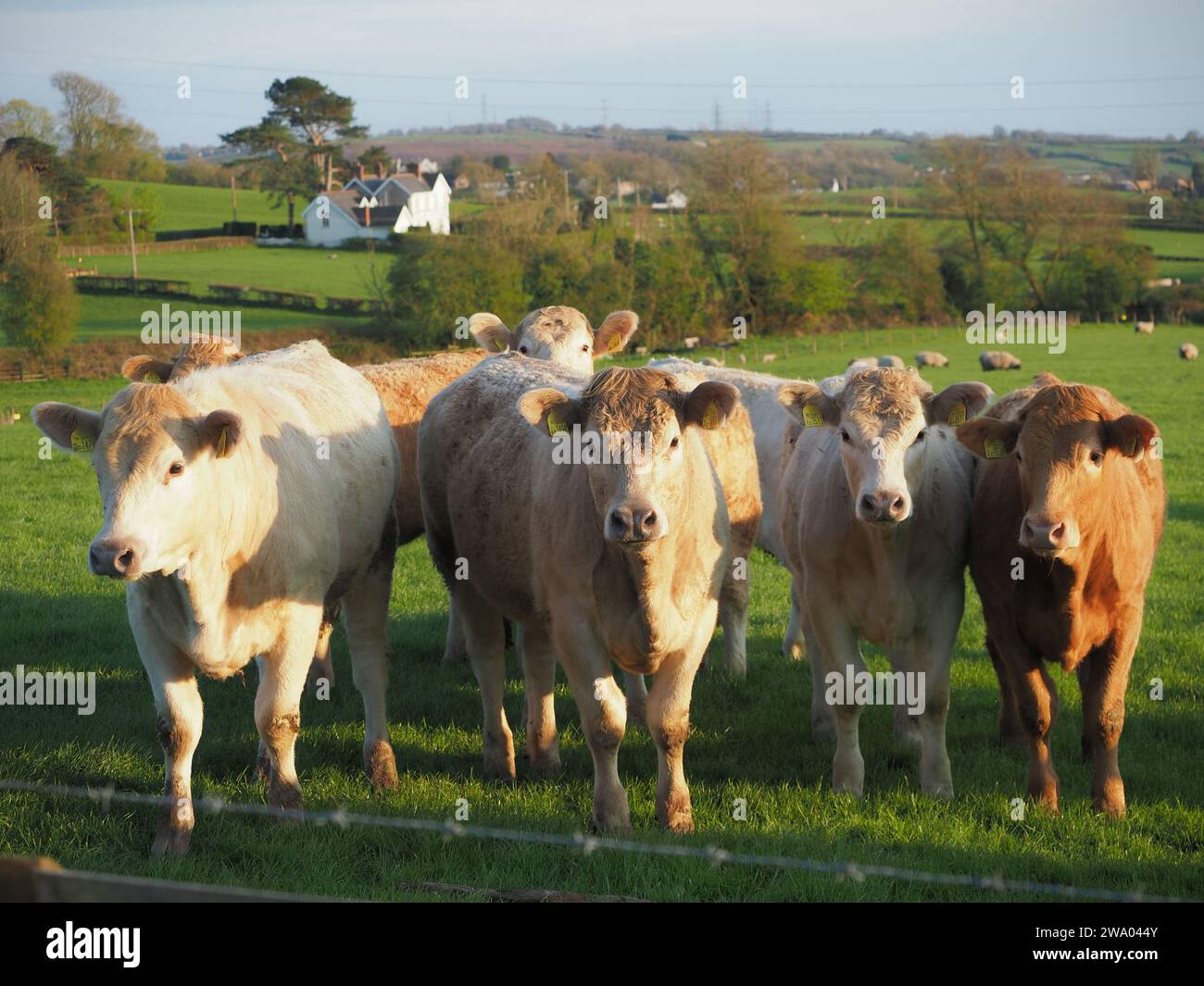 Watching cow hi-res stock photography and images - Alamy
