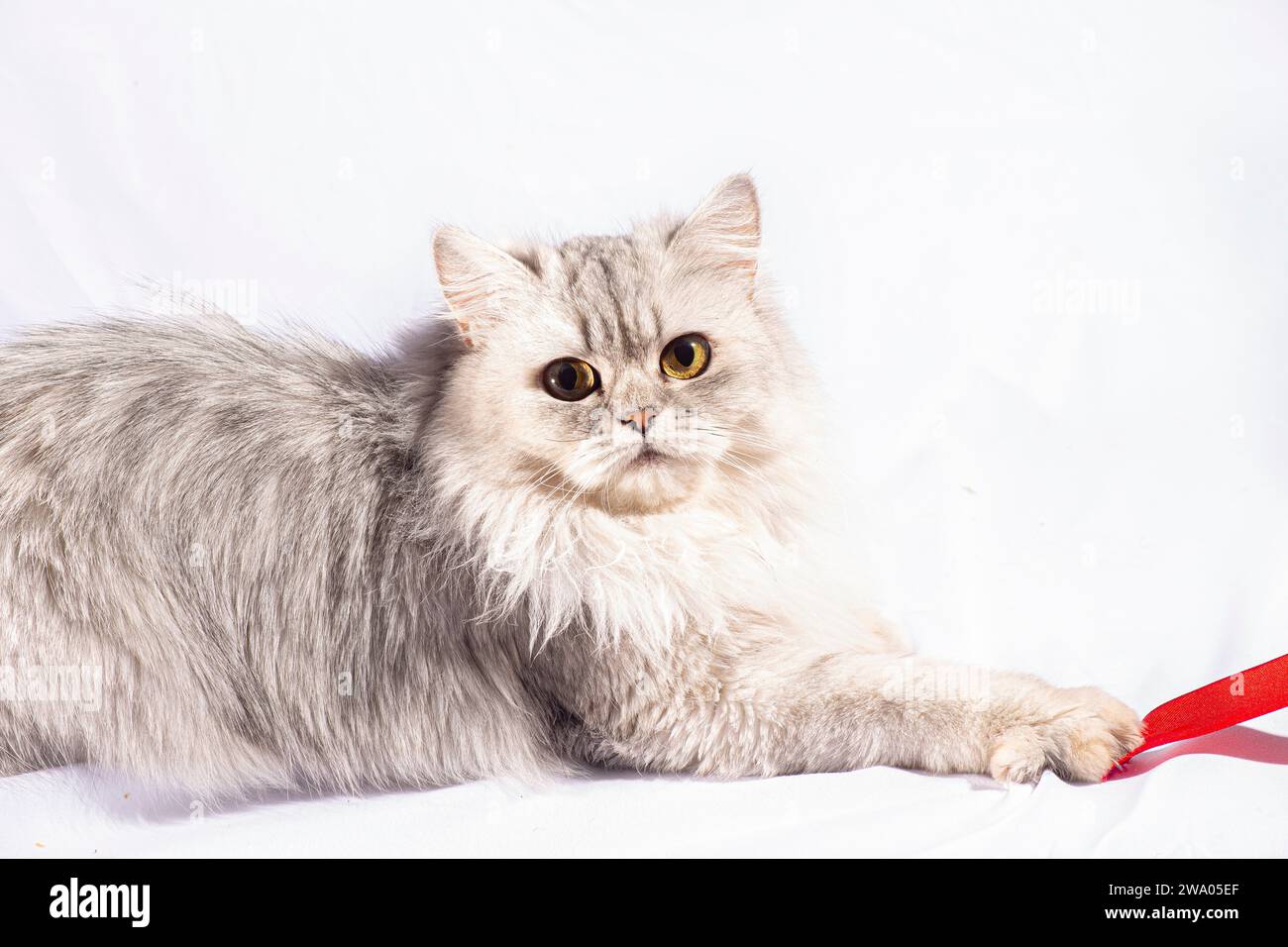 This beautiful Persian kitten exudes elegance with its delicate ...