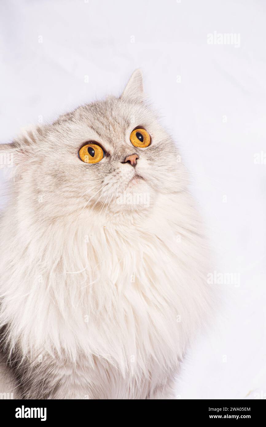 This beautiful Persian kitten exudes elegance with its delicate ...