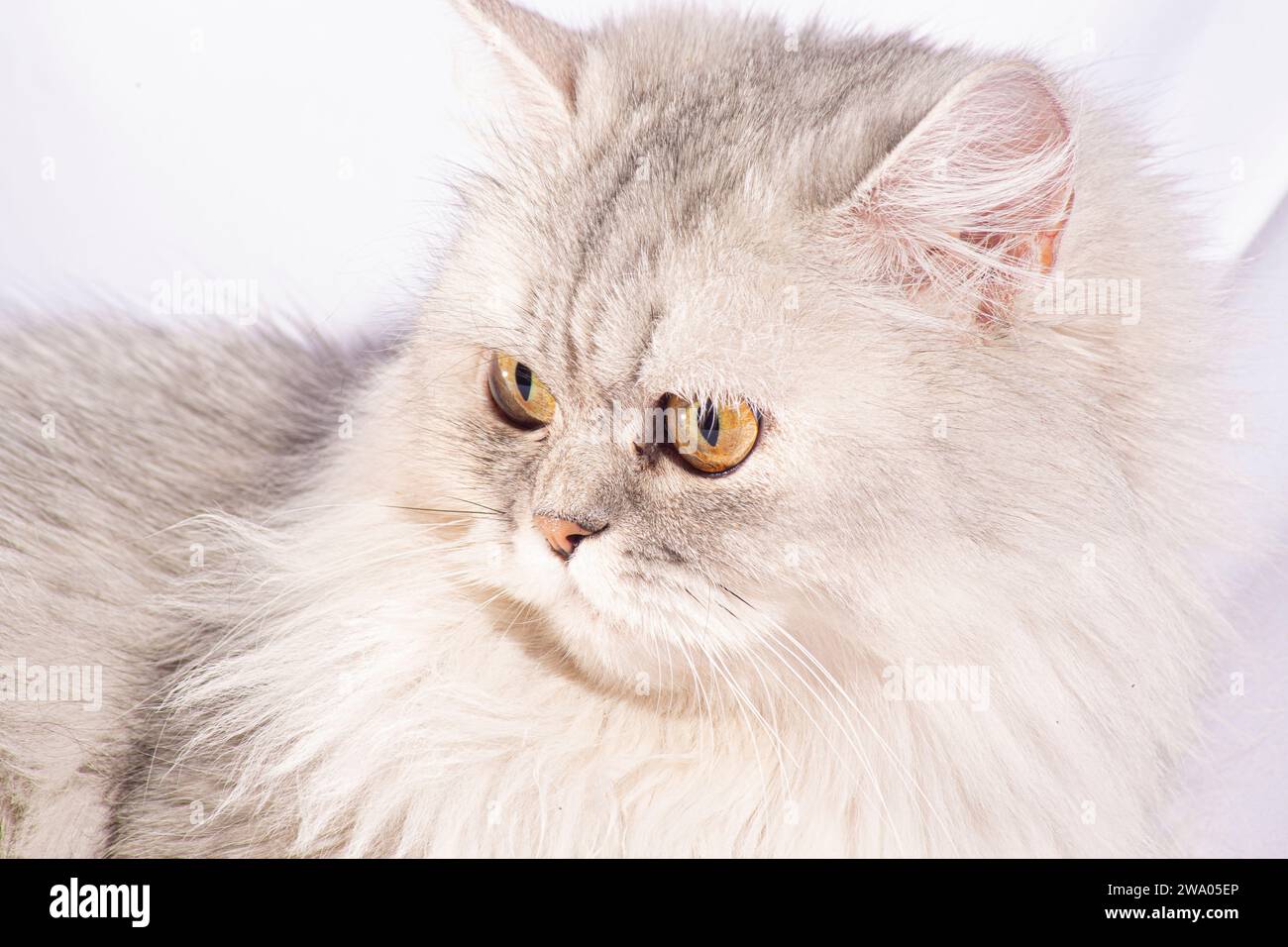 This beautiful Persian kitten exudes elegance with its delicate ...