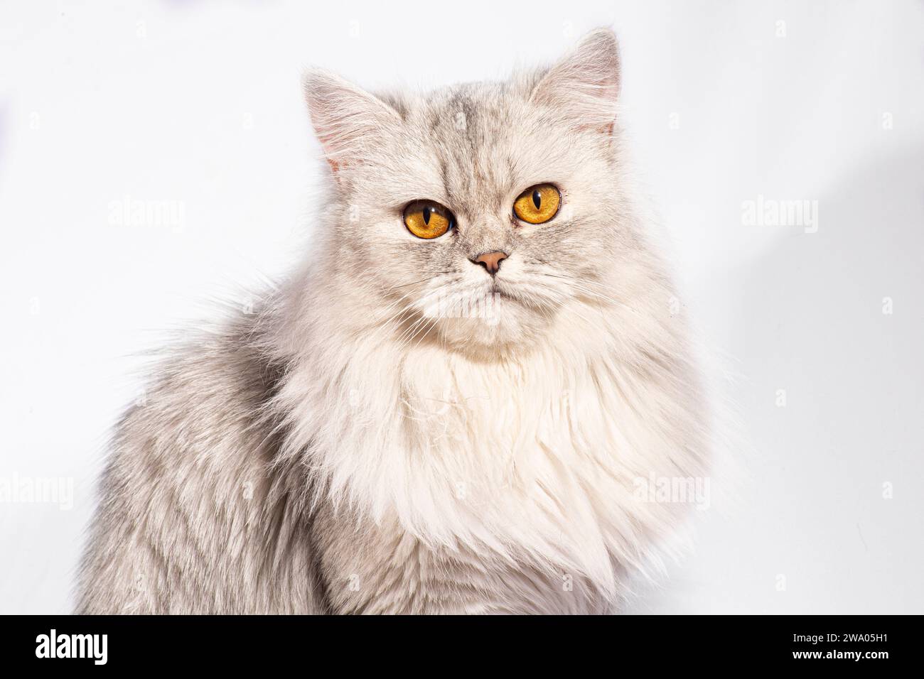 This beautiful Persian kitten exudes elegance with its delicate ...