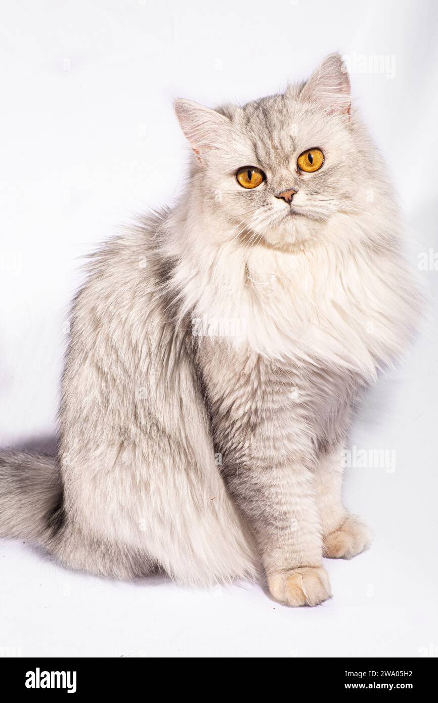 This beautiful Persian kitten exudes elegance with its delicate ...