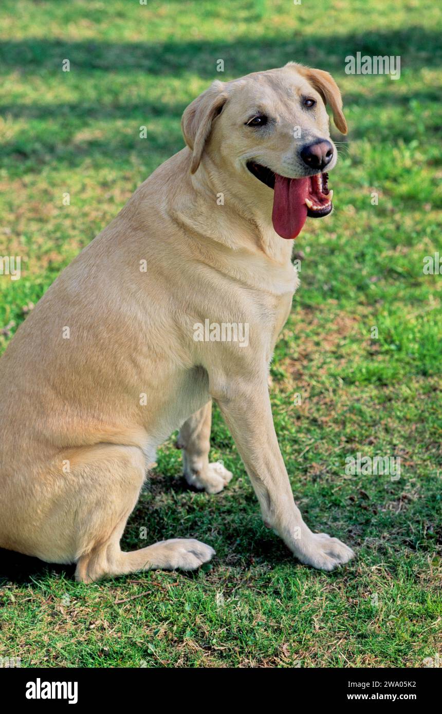 Lab panting hi-res stock photography and images - Alamy