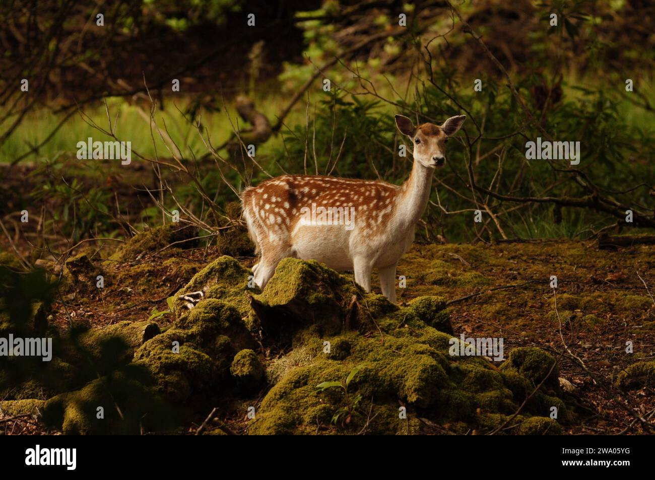 Fallow Deer at Lochbuie on the Inner Herbrides Isle of Mull, Scotland ...