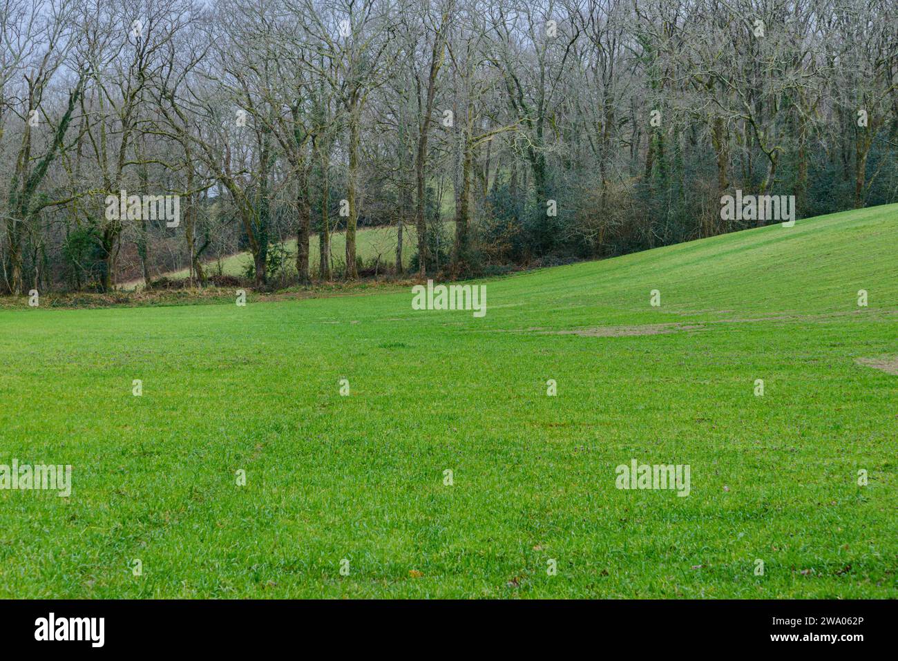 green grass field, grass, in the background the beginning of a small ...