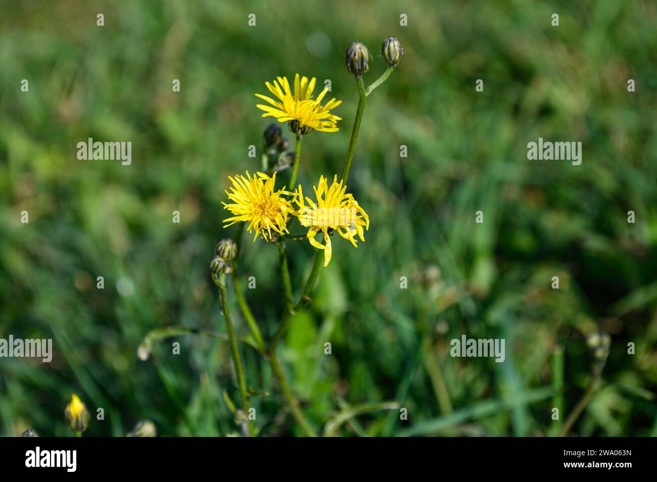 three small yellow wildflowers in early spring, next to two futura ...