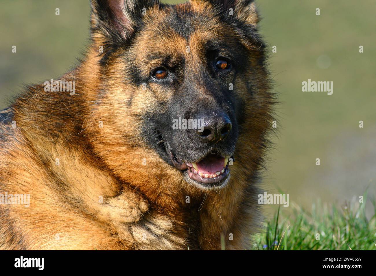 close-up of the head of a German shepherd dog, looking at infinity ...