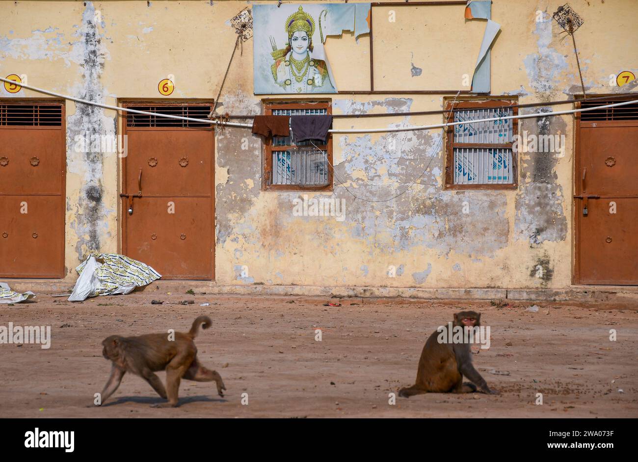 Ayodhya, India. 26th Dec, 2023. Monkeys seen on the grounds of a temple ...
