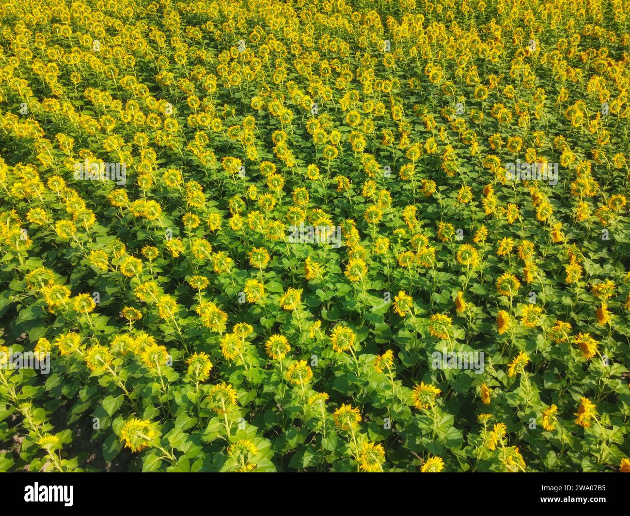 Sunflower field, top view. Sunflower plants bloom in a farmer's field ...