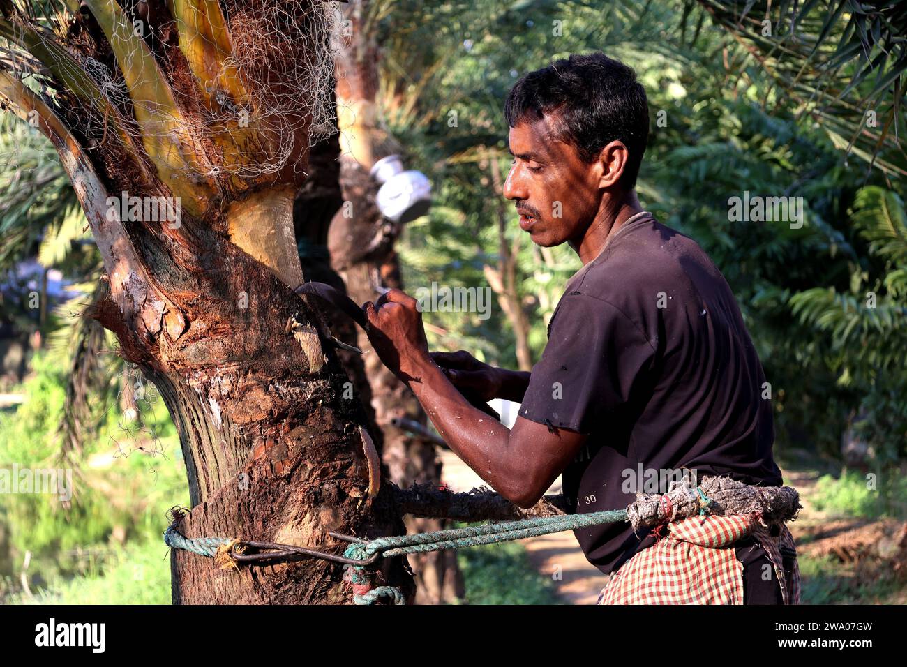 Chittagong, Bowalkhali, Bangladesh. 31st Dec, 2023. Mainuddin Molla is collecting juice from ...