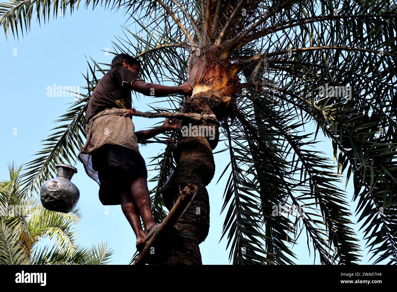 Chittagong, Bowalkhali, Bangladesh. 31st Dec, 2023. Mainuddin Molla is collecting juice from ...