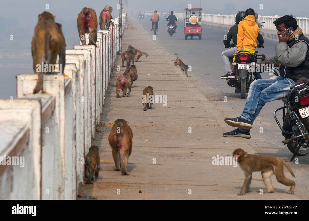 Ayodhya, India. 27th Dec, 2023. Monkeys are seen on a bridge over the ...