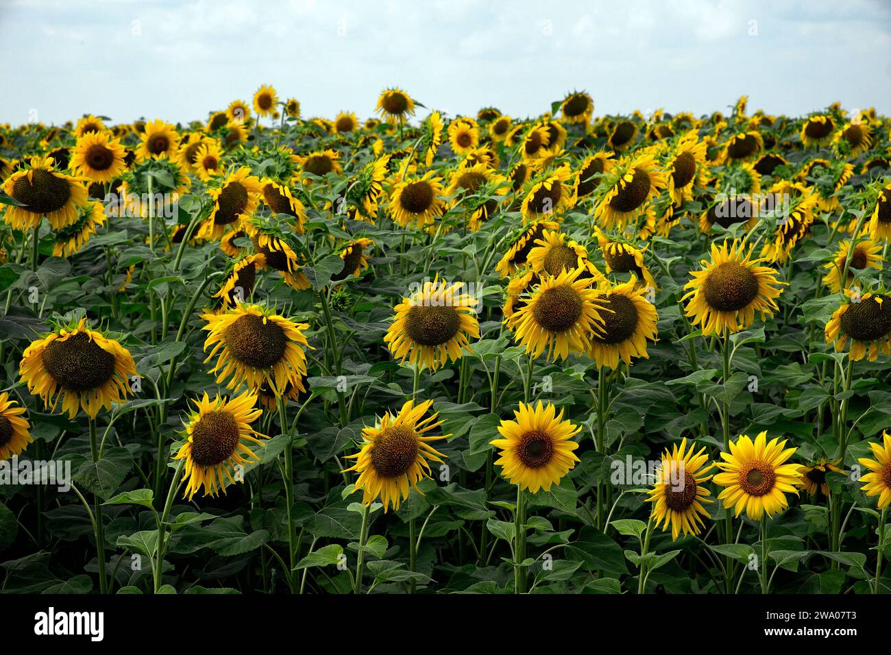 A breathtaking scene unfolds in this image, with a sunflower field ...