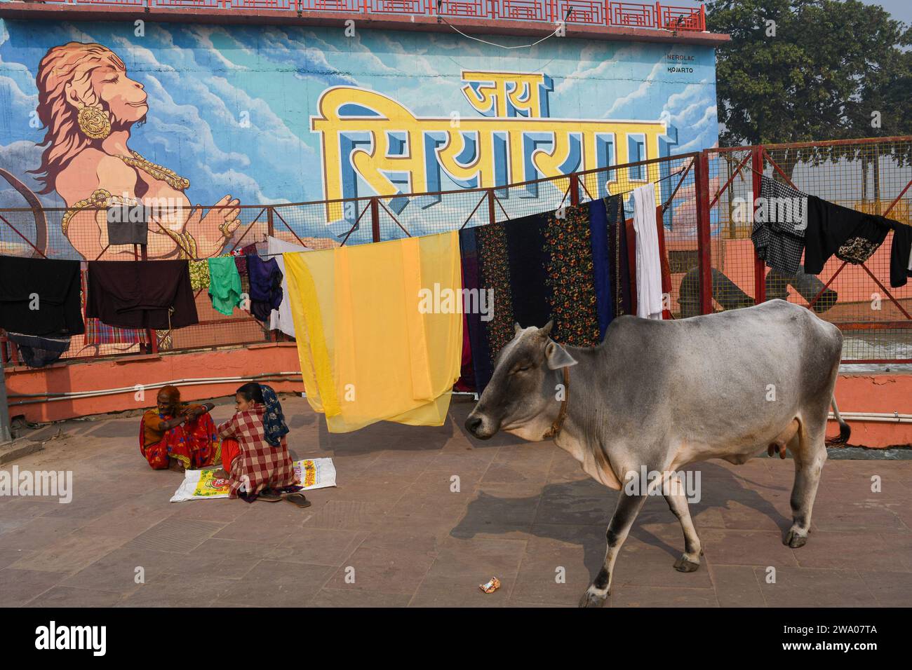 Ayodhya, India. 27th Dec, 2023. A cow walks past a mural of the Hindu ...