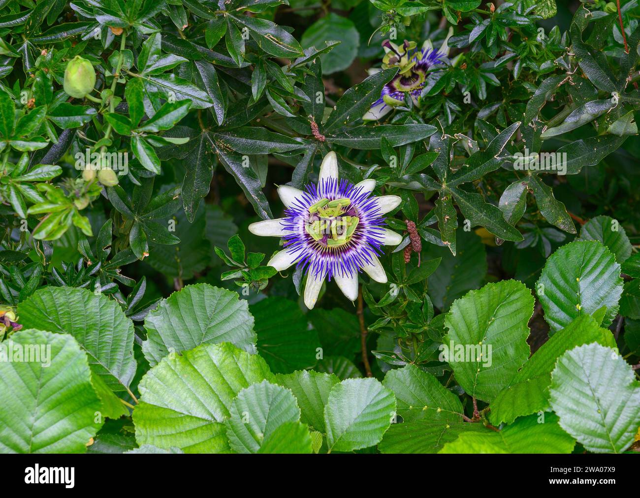 Profile close-up of a passion flower, passiflora caerulea, between tree ...