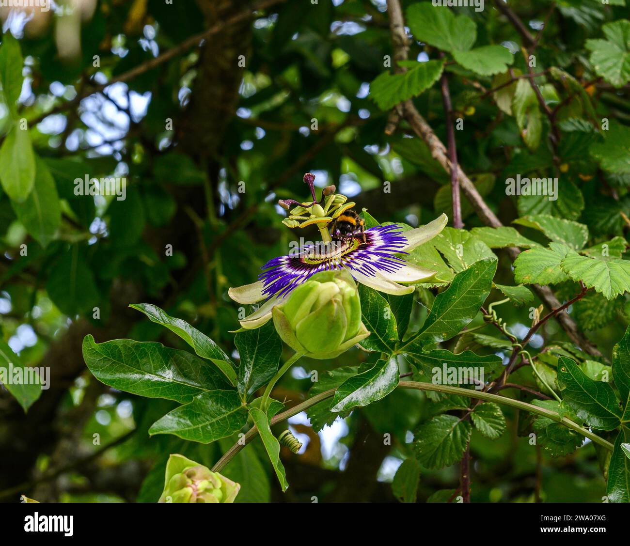 Profile close-up of a passion flower, passiflora caerulea, between tree ...