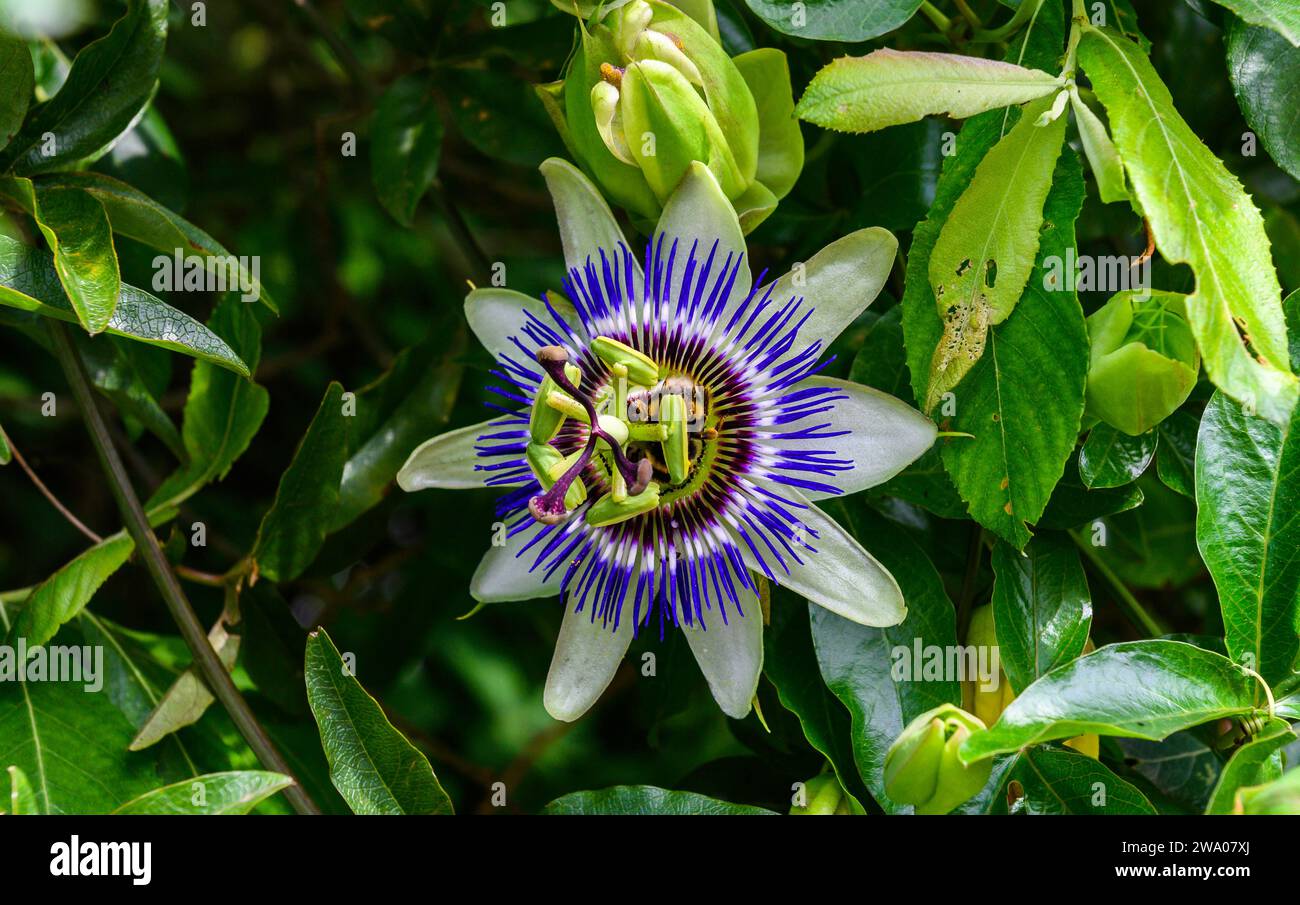 Close-up of a passion flower, passiflora caerulea, between the leaves ...