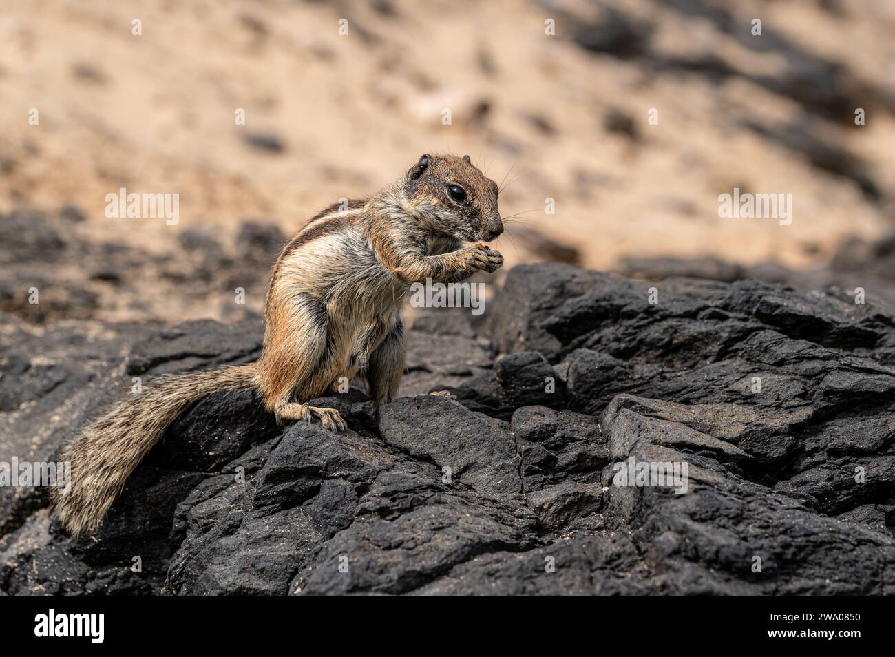 Barbary ground squirrel, atlantoxerus getulus, is endemic to the Atlas ...