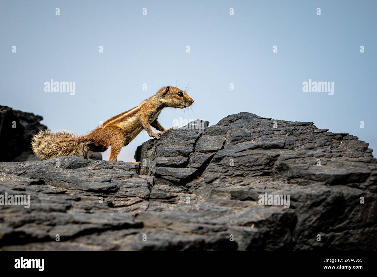 Barbary ground squirrel, atlantoxerus getulus, is endemic to the Atlas ...