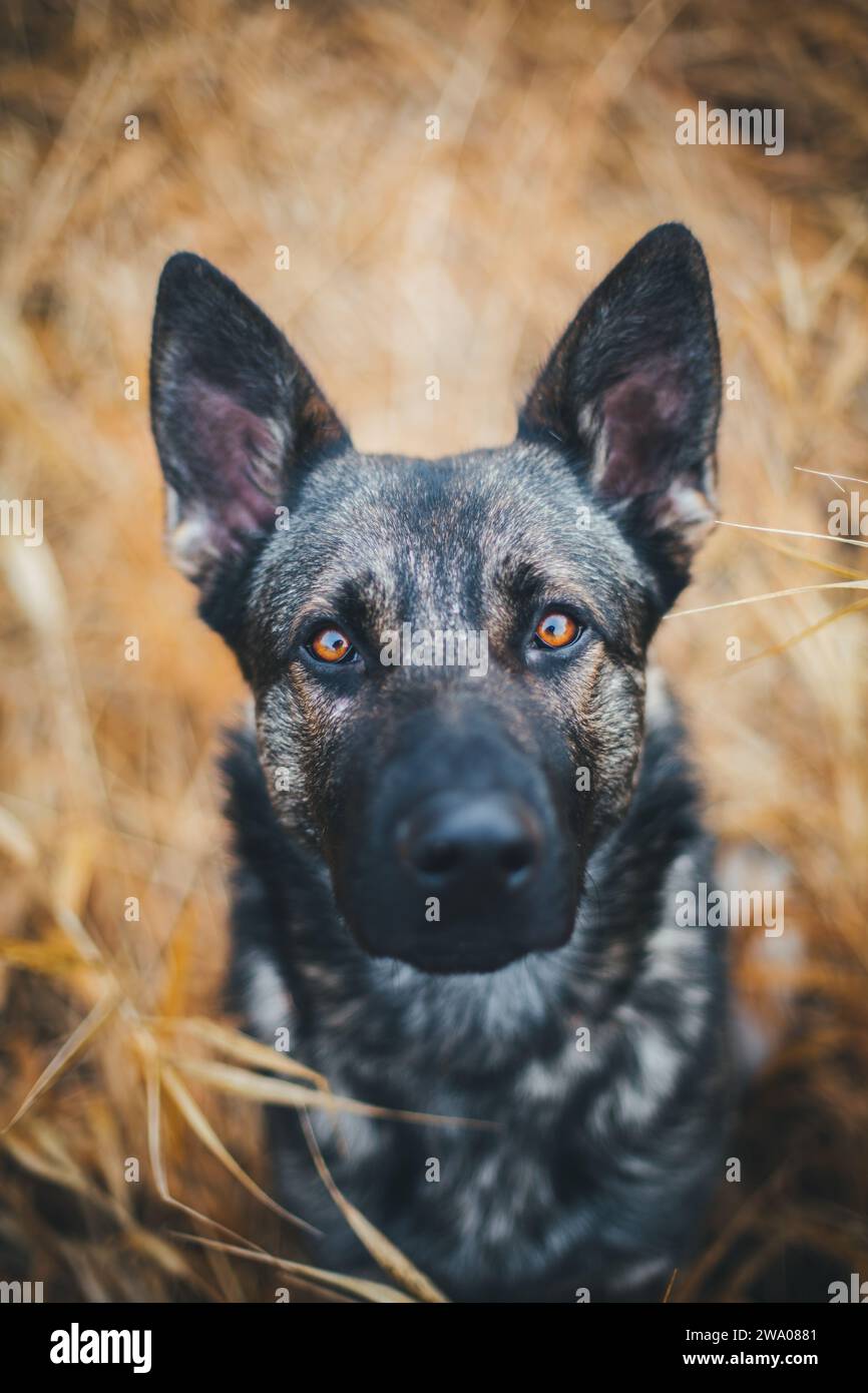 German shepherd dog grasses hi-res stock photography and images - Alamy