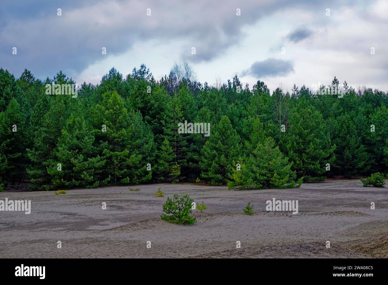 Green pine trees stand tall behind an open, sandy area with sparse ...