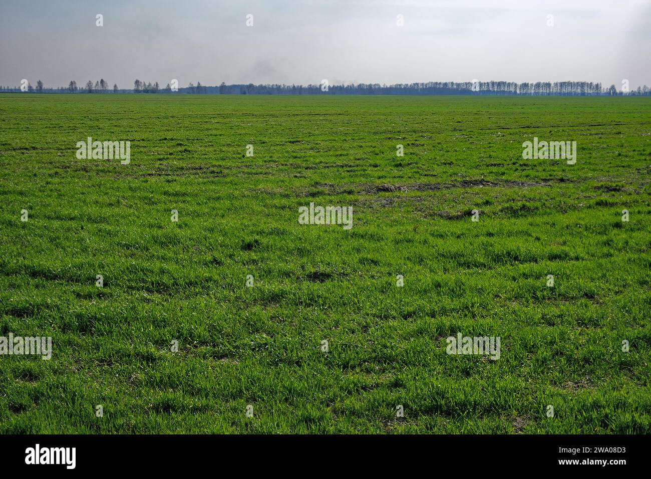 Open grassland with distant trees and blue sky Stock Photo - Alamy