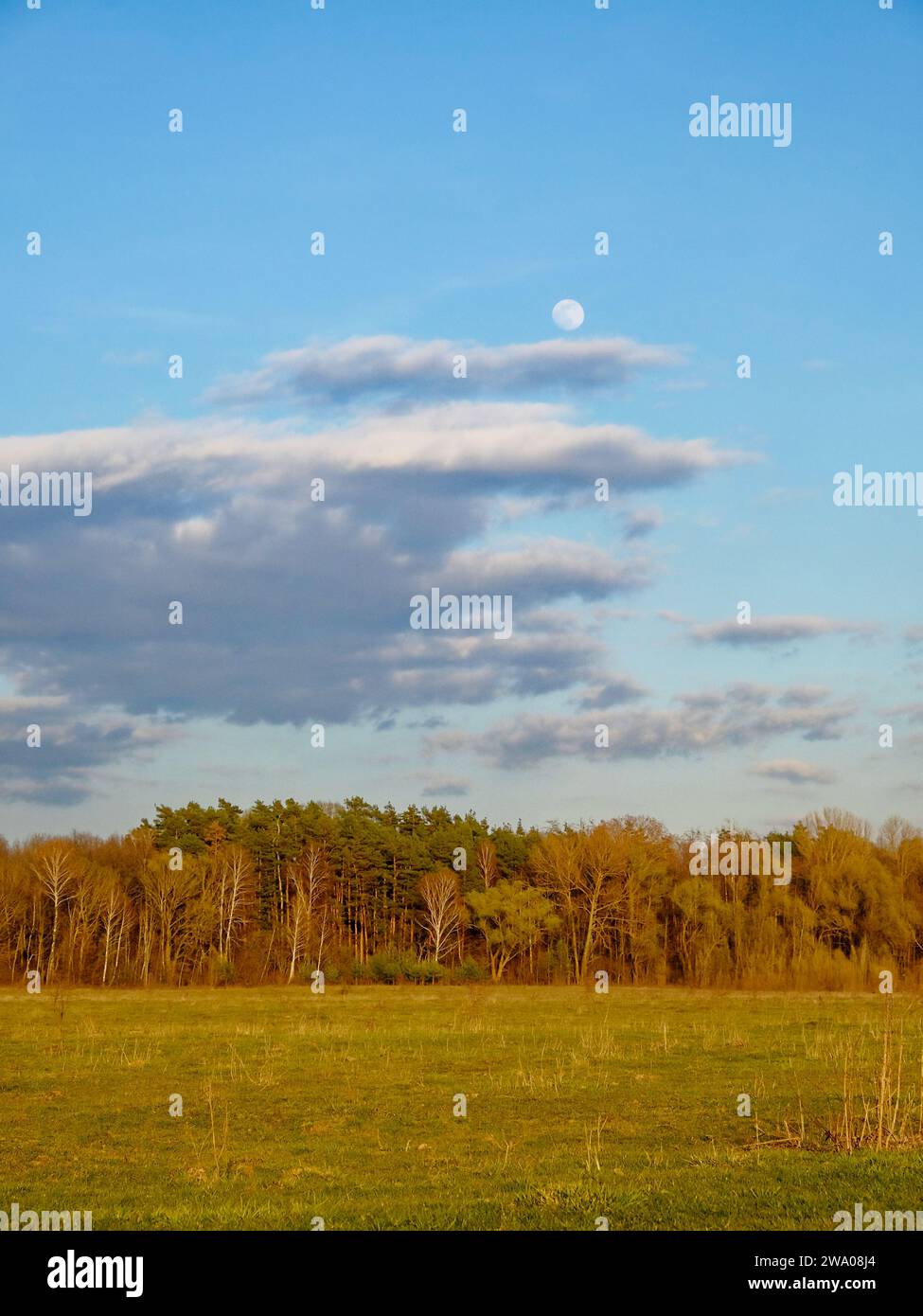 A clear sky with the moon visible, fluffy clouds, a dense forest, and ...