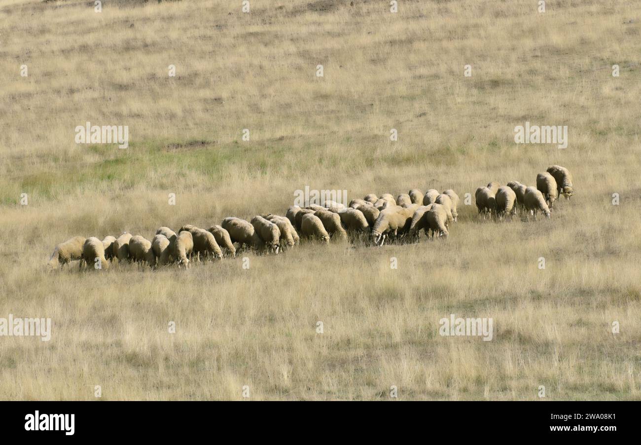 a flock of sheep grazing, Zlatibor, Serbia Stock Photo - Alamy