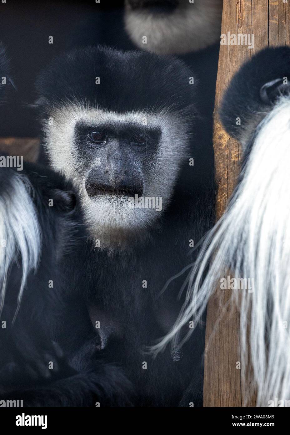 Colobus spp., the Black and White Colobus Monkey, swings through ...