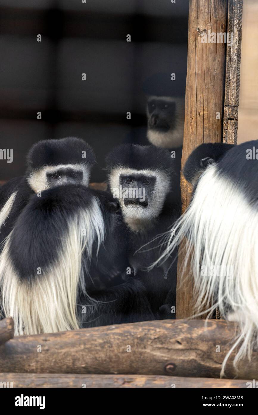 Colobus spp hi-res stock photography and images - Alamy