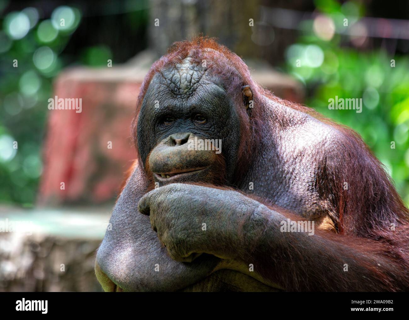 Pongo pygmaeus, the Orangutan, thrives in Southeast Asian rainforests ...