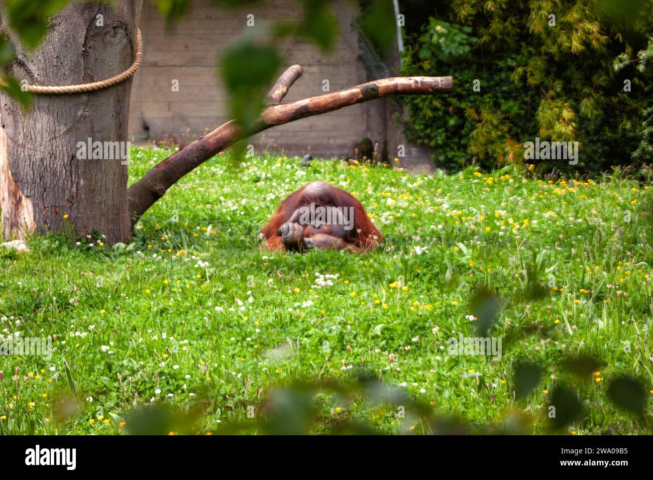 Pongo pygmaeus, the Orangutan, thrives in Southeast Asian rainforests ...