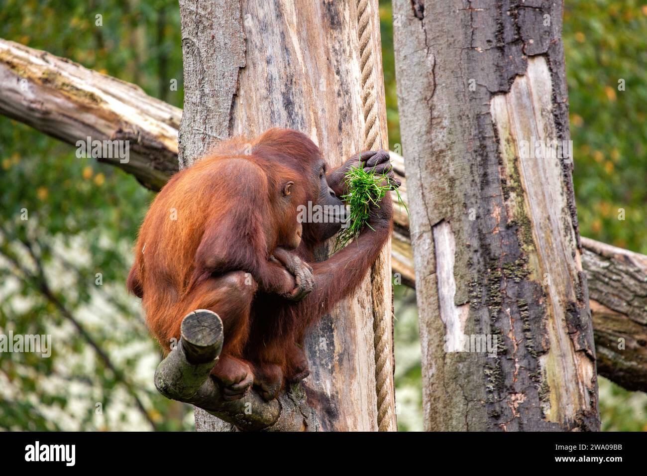 Pongo pygmaeus, the Orangutan, thrives in Southeast Asian rainforests ...
