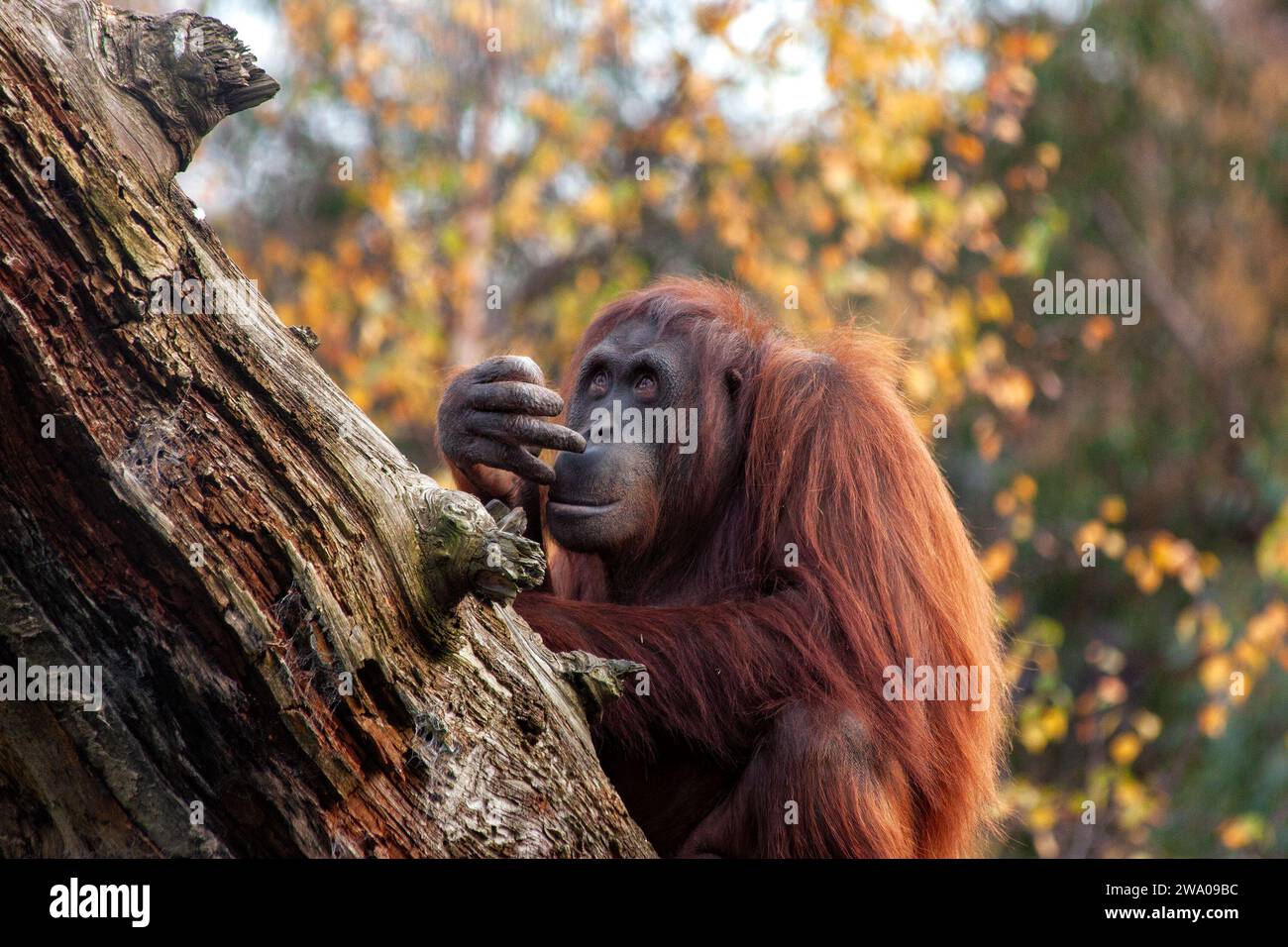 Pongo pygmaeus, the Orangutan, thrives in Southeast Asian rainforests ...