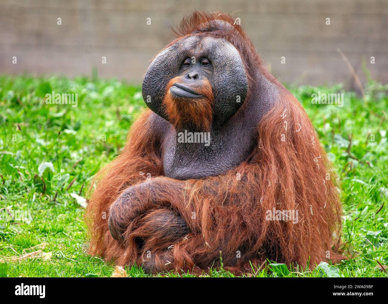 Pongo pygmaeus, the Orangutan, thrives in Southeast Asian rainforests ...