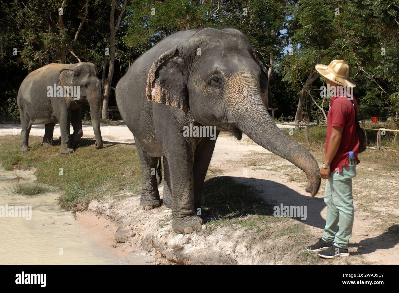 Tourists meet the elephants, Kulen Elephant Forest, Elephant Sanctuary ...