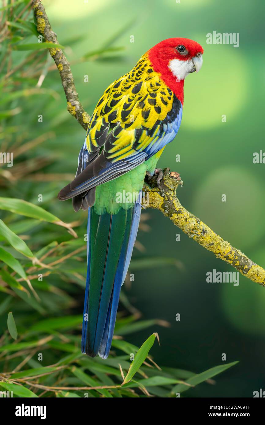 Eastern rosella, Platycercus eximius Stock Photo - Alamy
